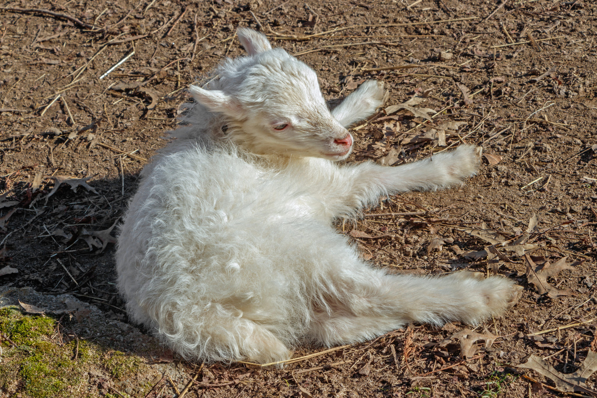 Comment est-ce que je célèbre Imbolc ? - Claddagh & Co