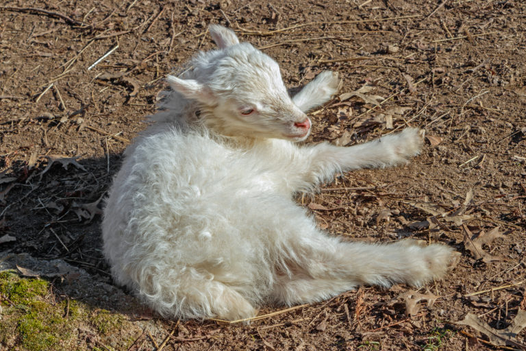 Comment est-ce que je célèbre Imbolc ? - Claddagh & Co